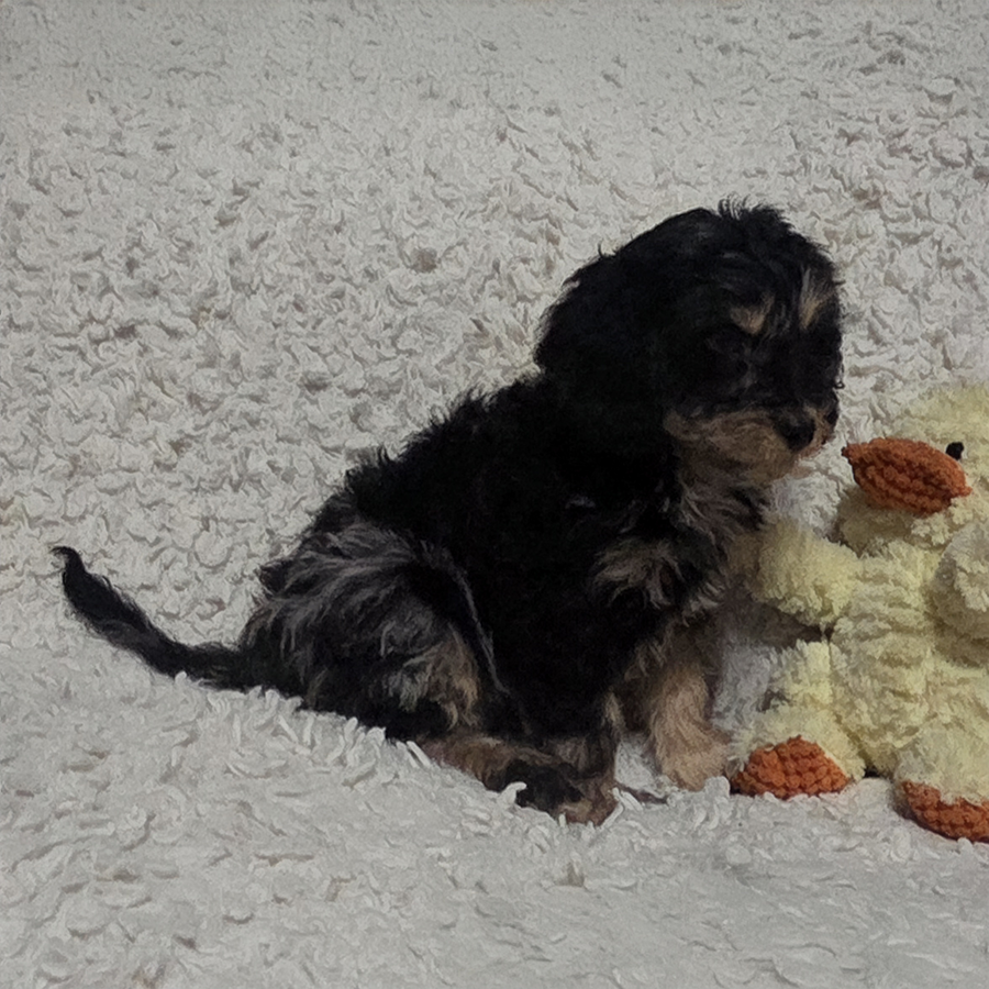 Puppies For Sale | Poms, Doodles, Cavapoos, & More | Muddy Creek Puppies