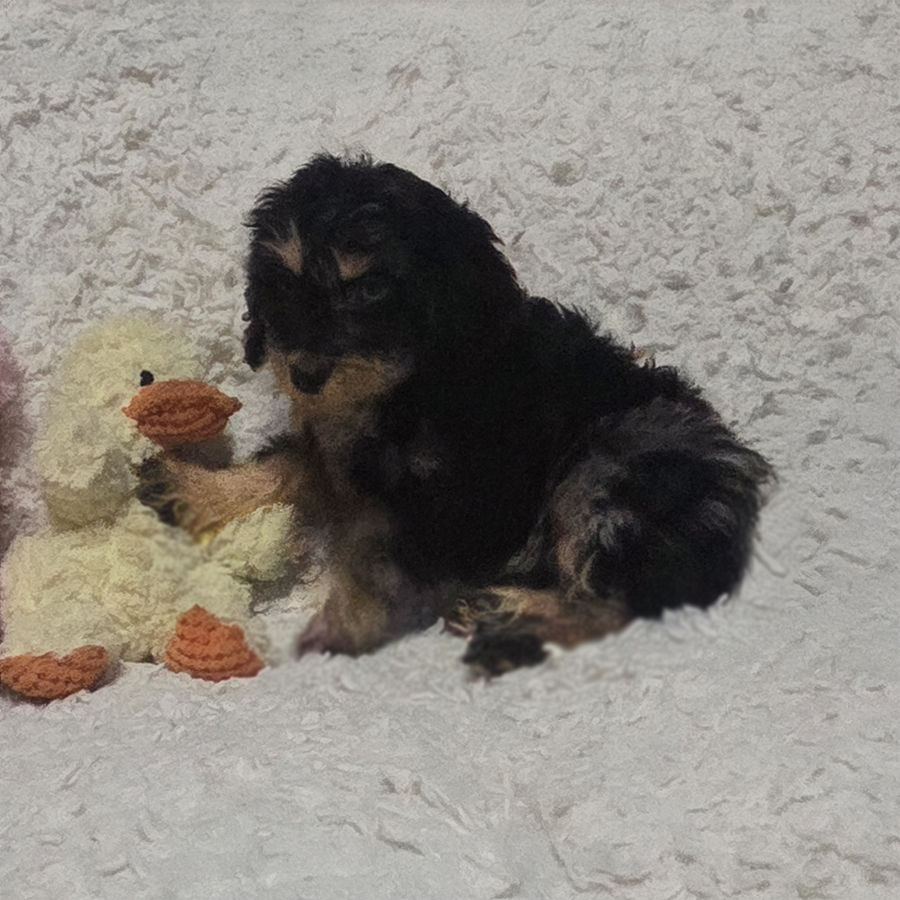 Puppies For Sale | Poms, Doodles, Cavapoos, & More | Muddy Creek Puppies